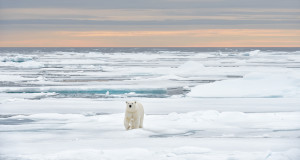 On Thin Ice - Squiver